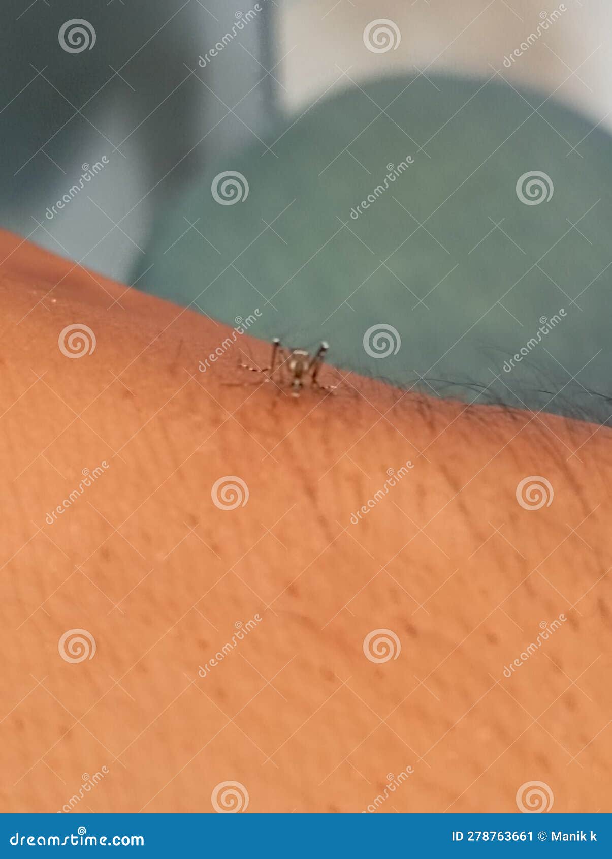 Machar Photography Eyes Click Legs Stock Image - Image of legs, click ...