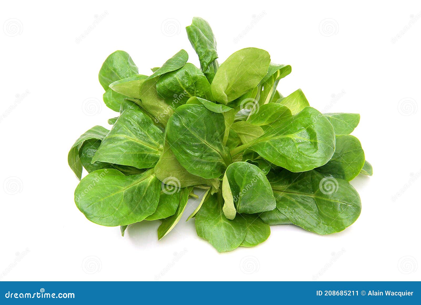 Mache Leaves on a White Background Stock Image - Image of mache, chews ...