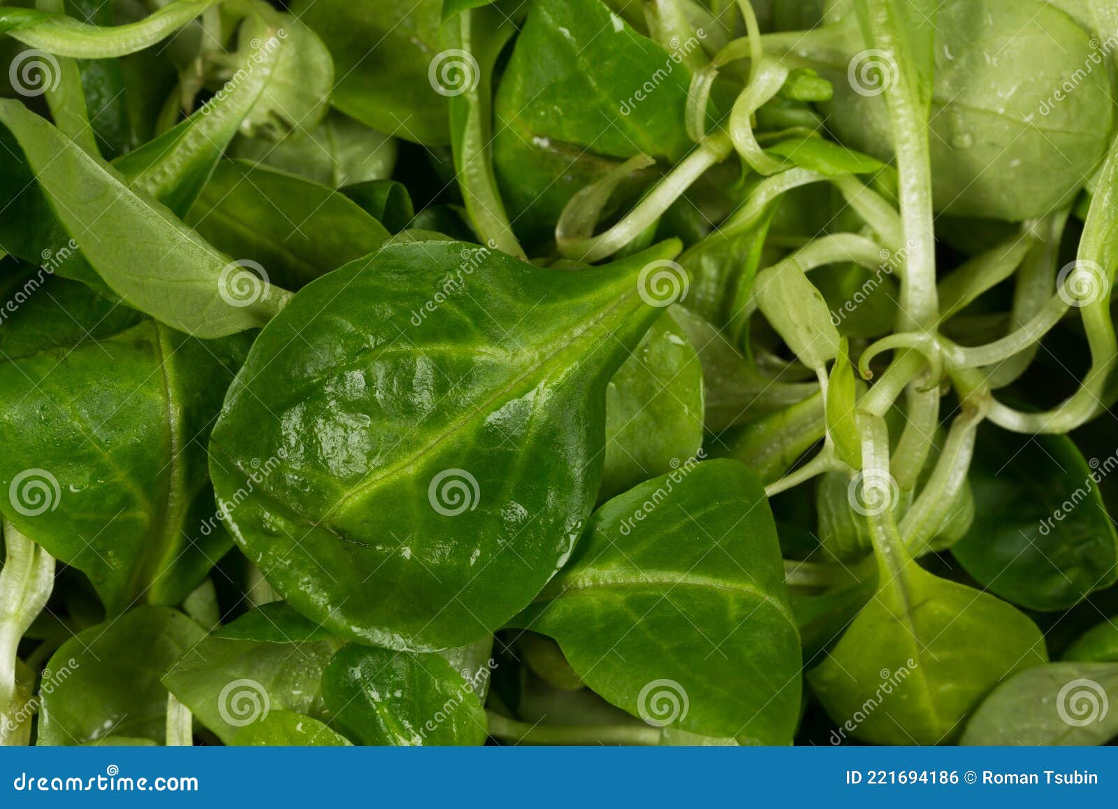 Mache lettuce green salad stock photo. Image of detail - 221694186