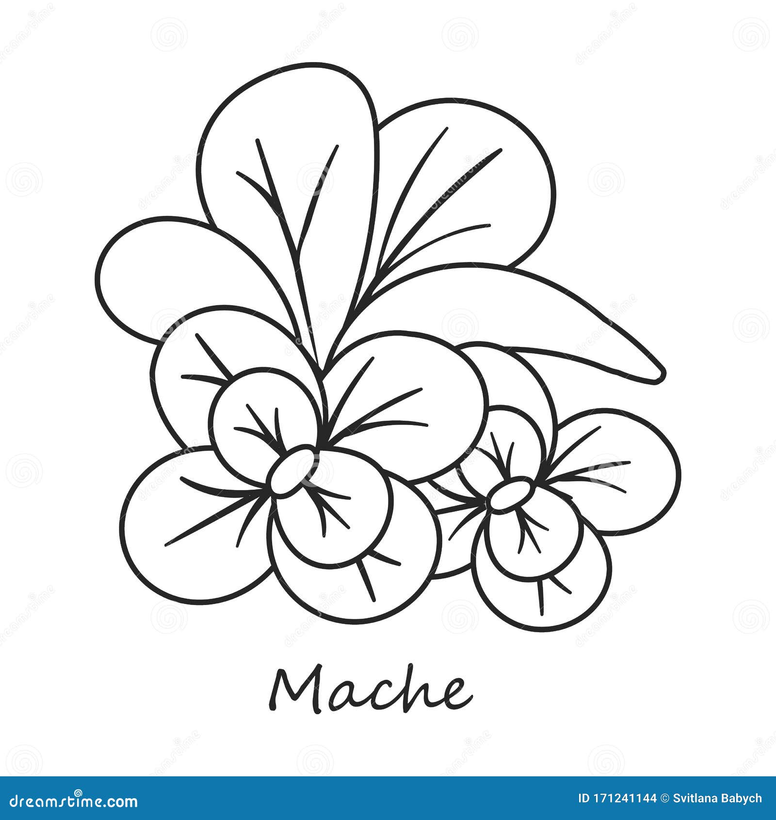 Mache Vector Icon.Outline,line Vector Icon Isolated on White Background ...