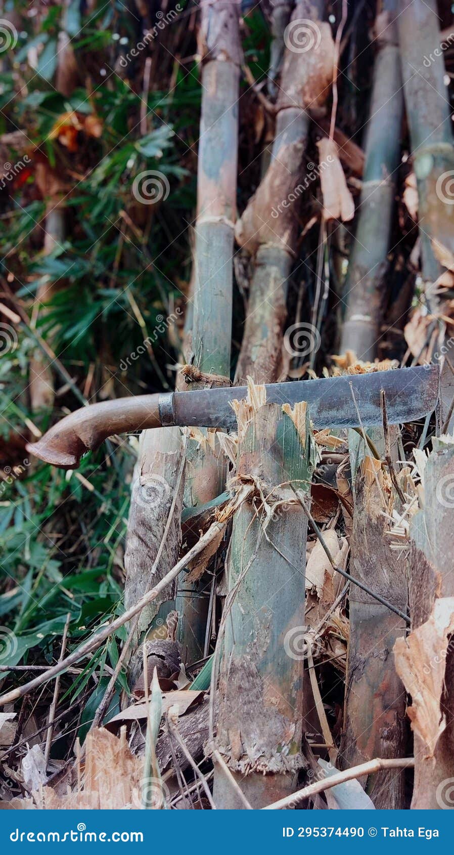 The Machete is Used To Cut Bamboo in the Forest Stock Photo - Image of ...