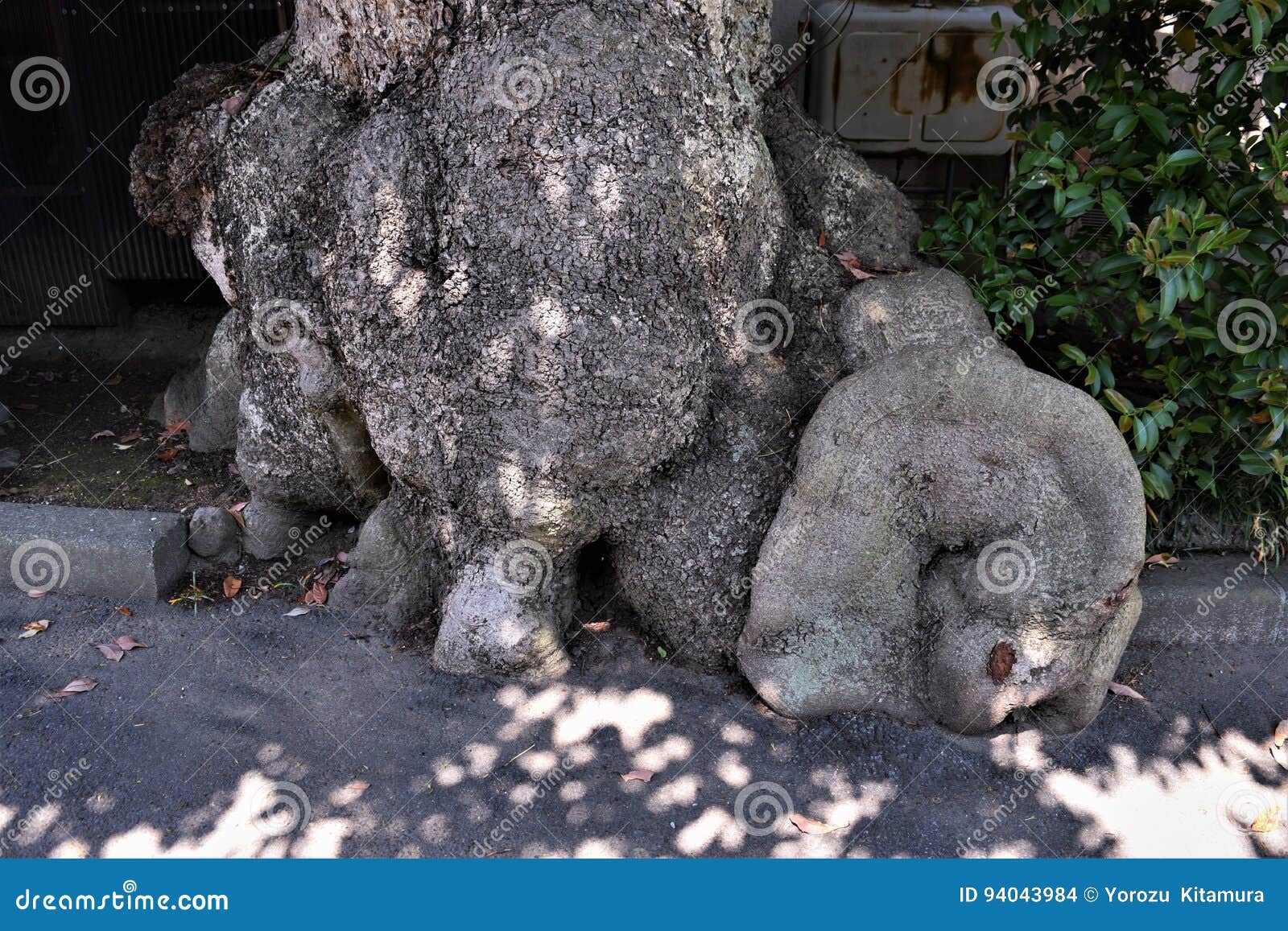 Machilus stock photo. Image of nature, oisotown, kanagawa - 94043984