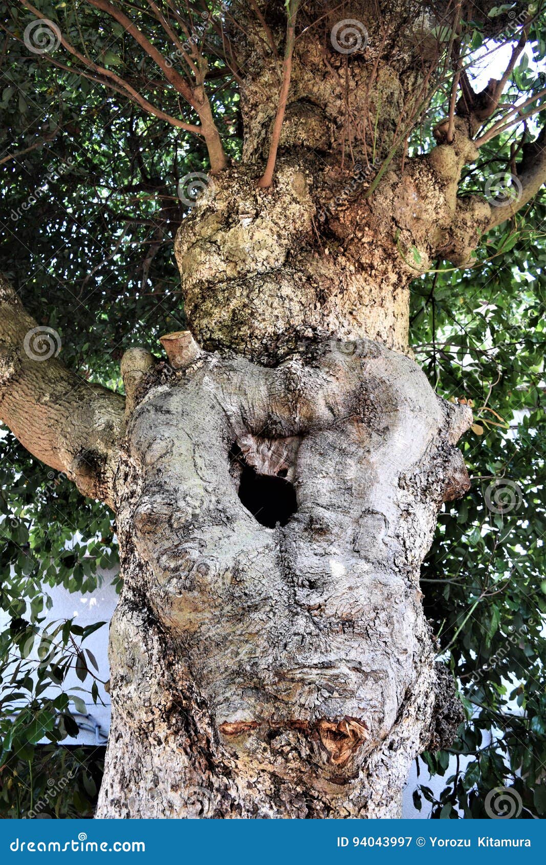 Machilus stock image. Image of sculpture, trunk, woodland - 94043997