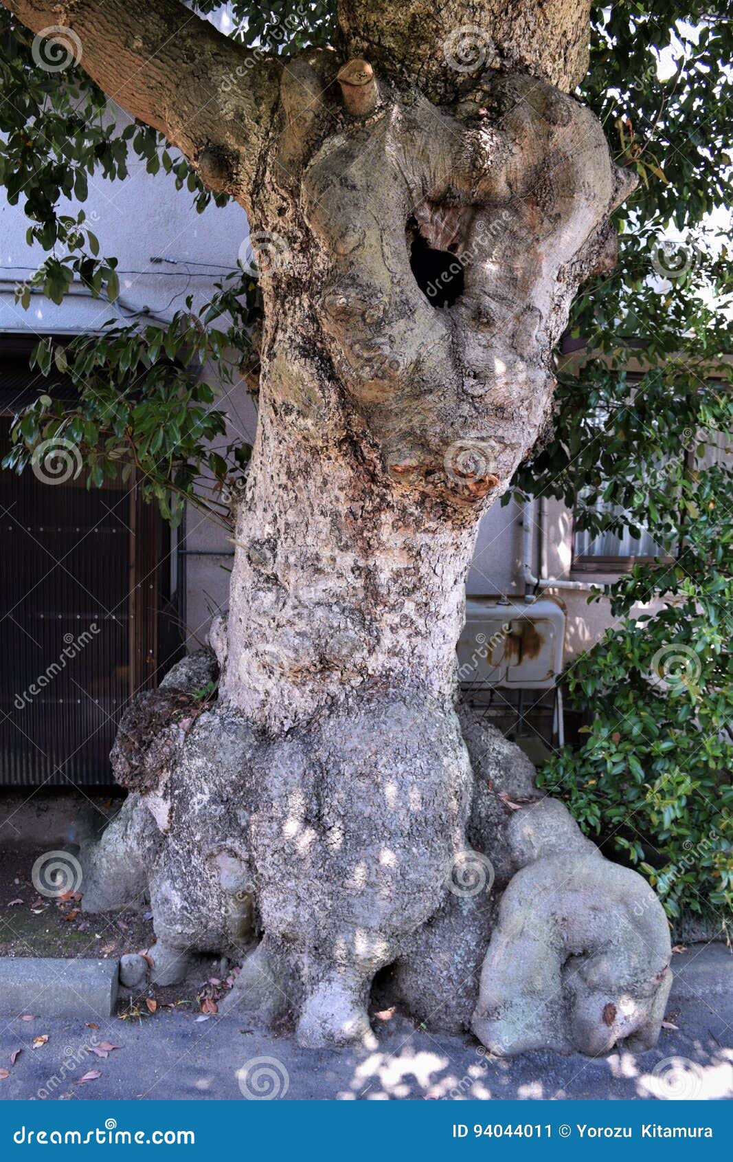 Machilus stock image. Image of tree, nature, plant, green - 94044011