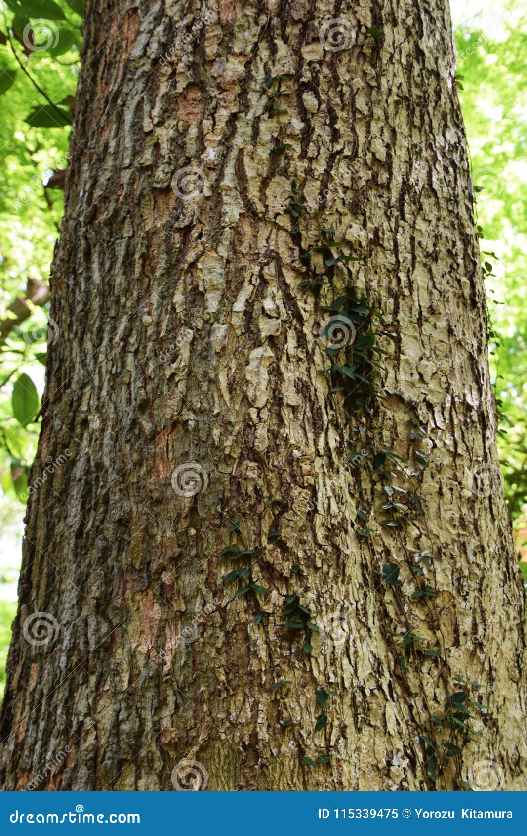 Machilus thunbergii stock image. Image of background - 115339475