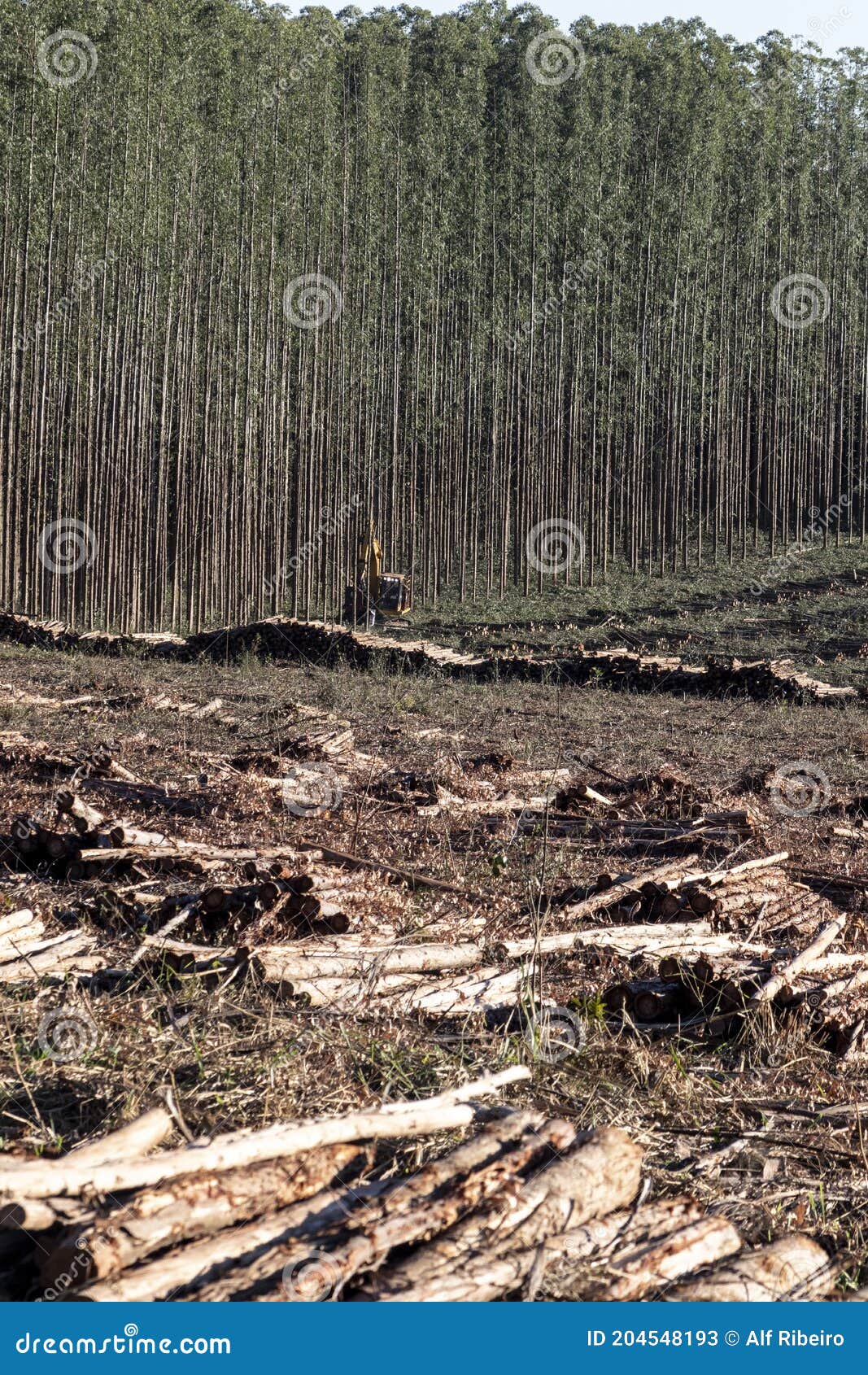 Machine Cuts Eucalyptus for the Pulp Industry Stock Image - Image of ...