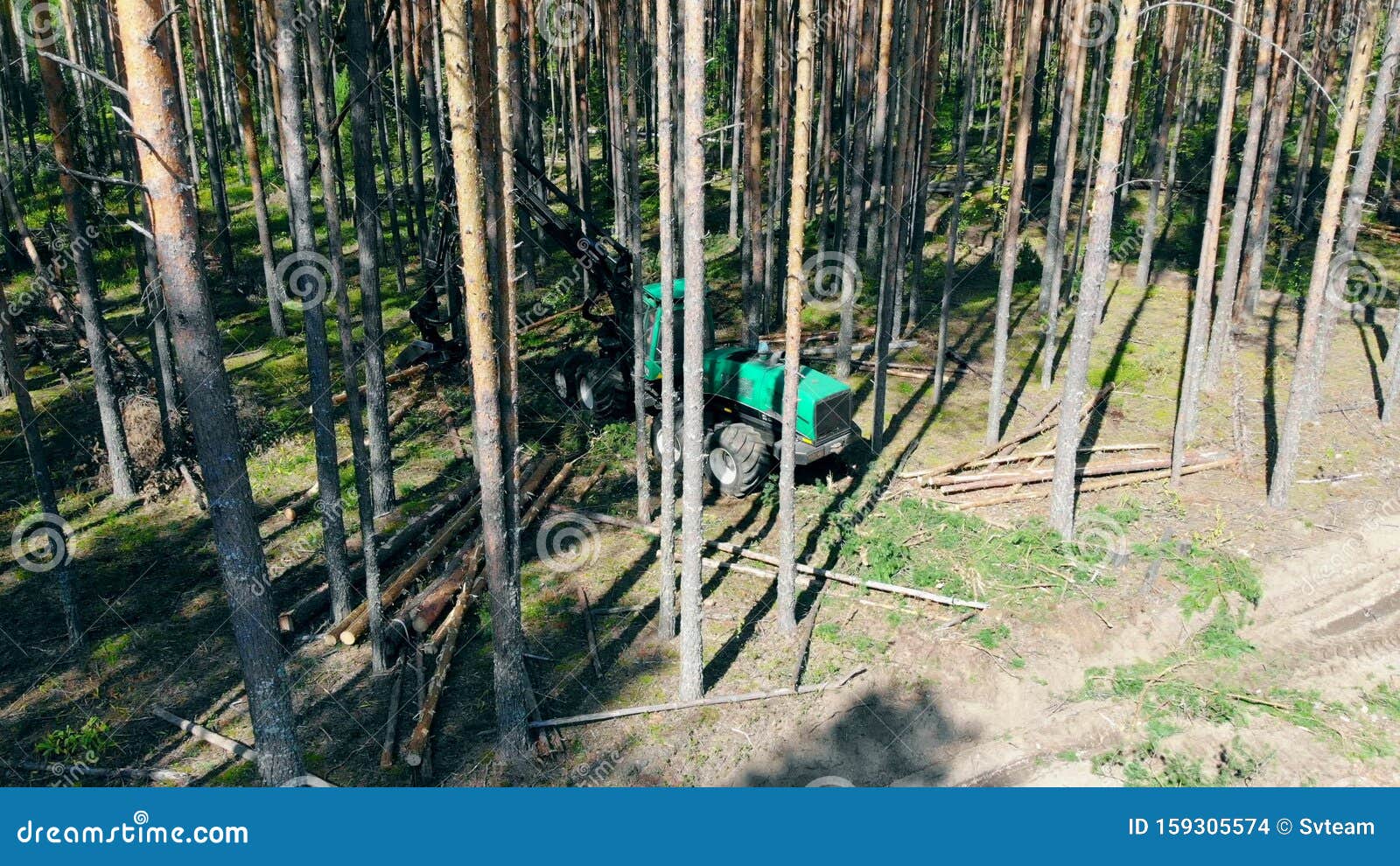 A Machine Cuts Trees in Woods. Stock Footage - Video of harvester, heap ...