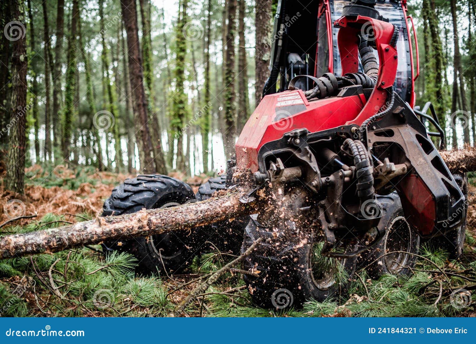 Harvester Machine Cutting Logs after Falling Pine Tree in Close-up ...