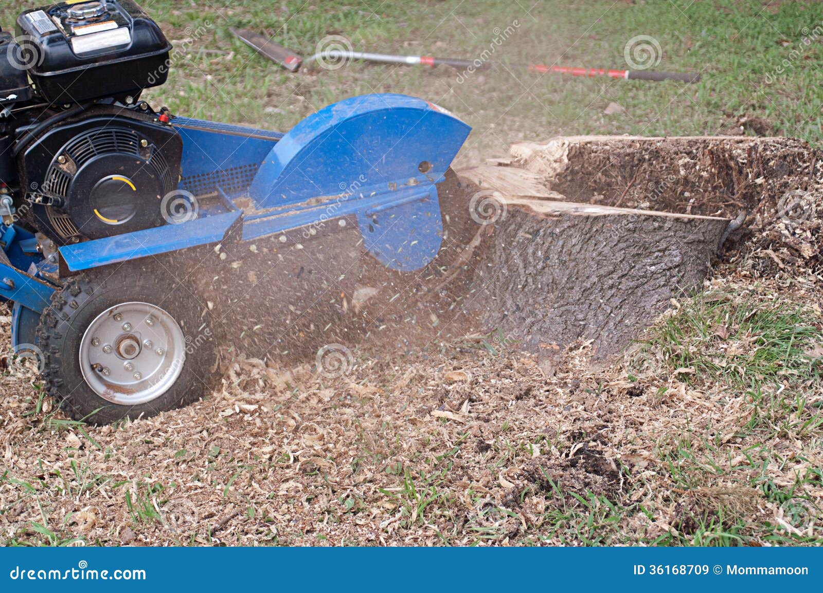 Machine Grinding Tree Stump Stock Image - Image of sawing, grinding ...