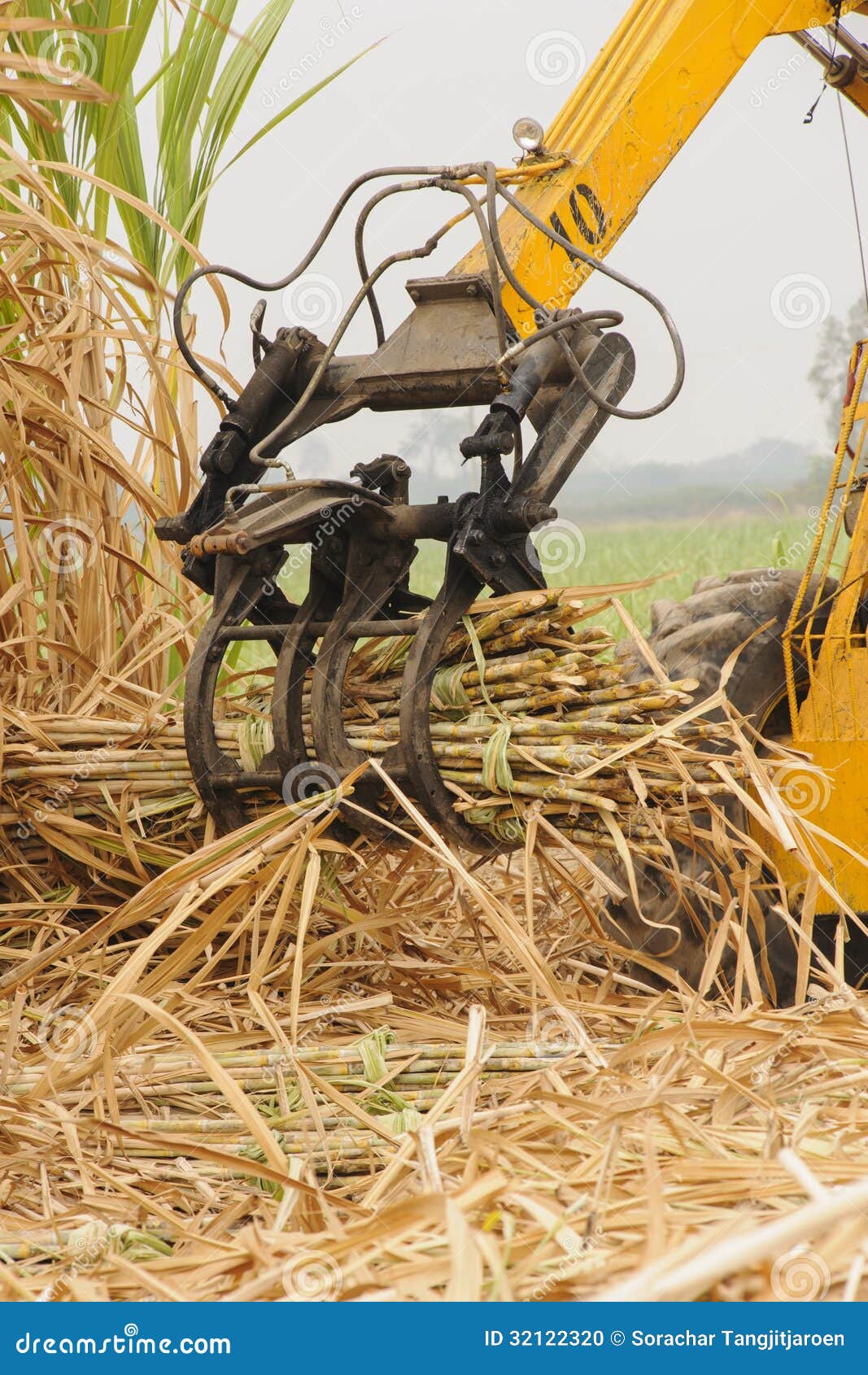 Machine harvest sugarcane. stock photo. Image of cultivation - 32122320