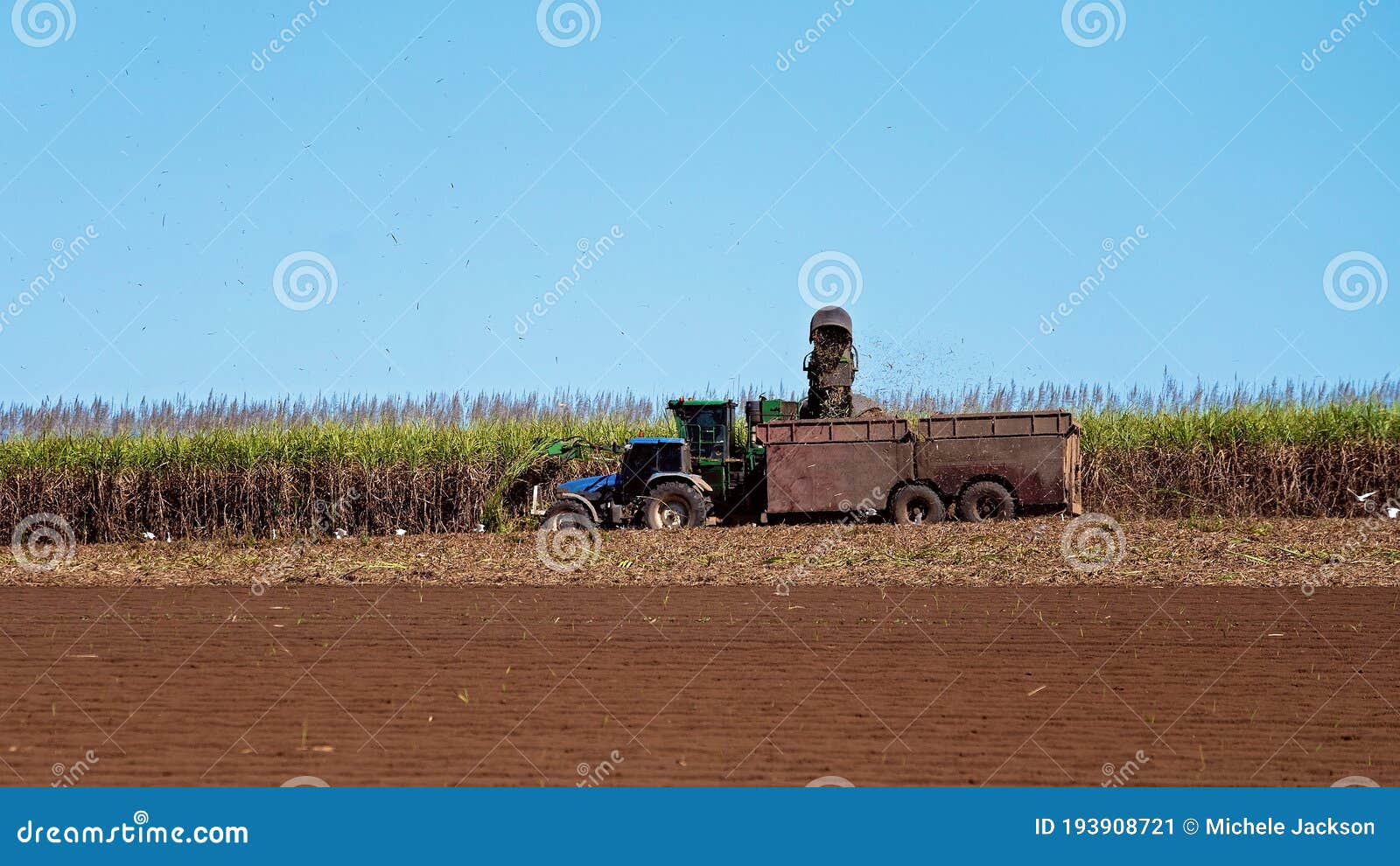 A Machine Harvester Cutting a Crop of Cane Stock Image - Image of bins ...
