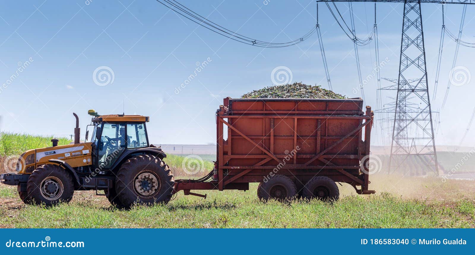 Machine Harvesting Sugar Cane Plantation Editorial Image - Image of ...