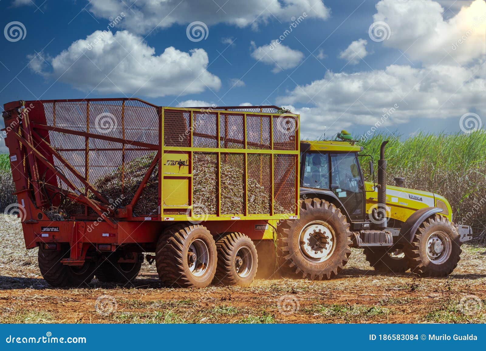 Machine Harvesting Sugar Cane Plantation Editorial Stock Image - Image ...