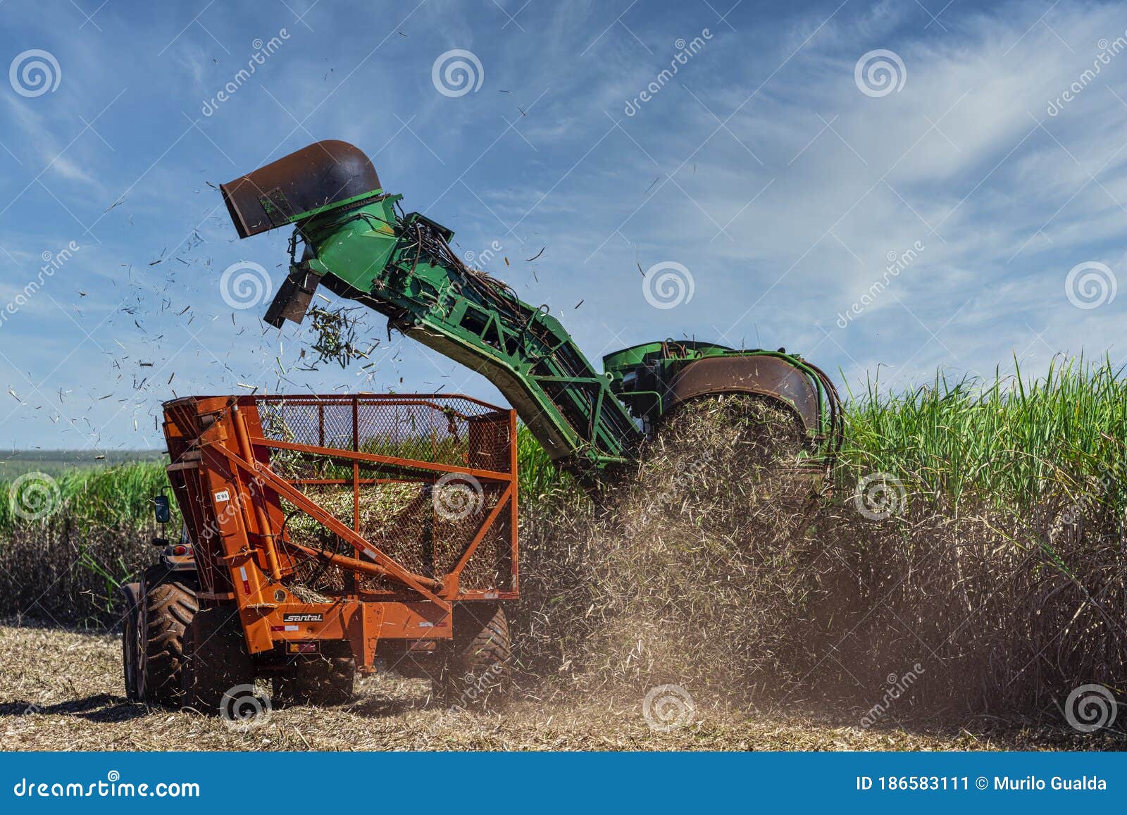 Machine Harvesting Sugar Cane Plantation Editorial Photo - Image of ...