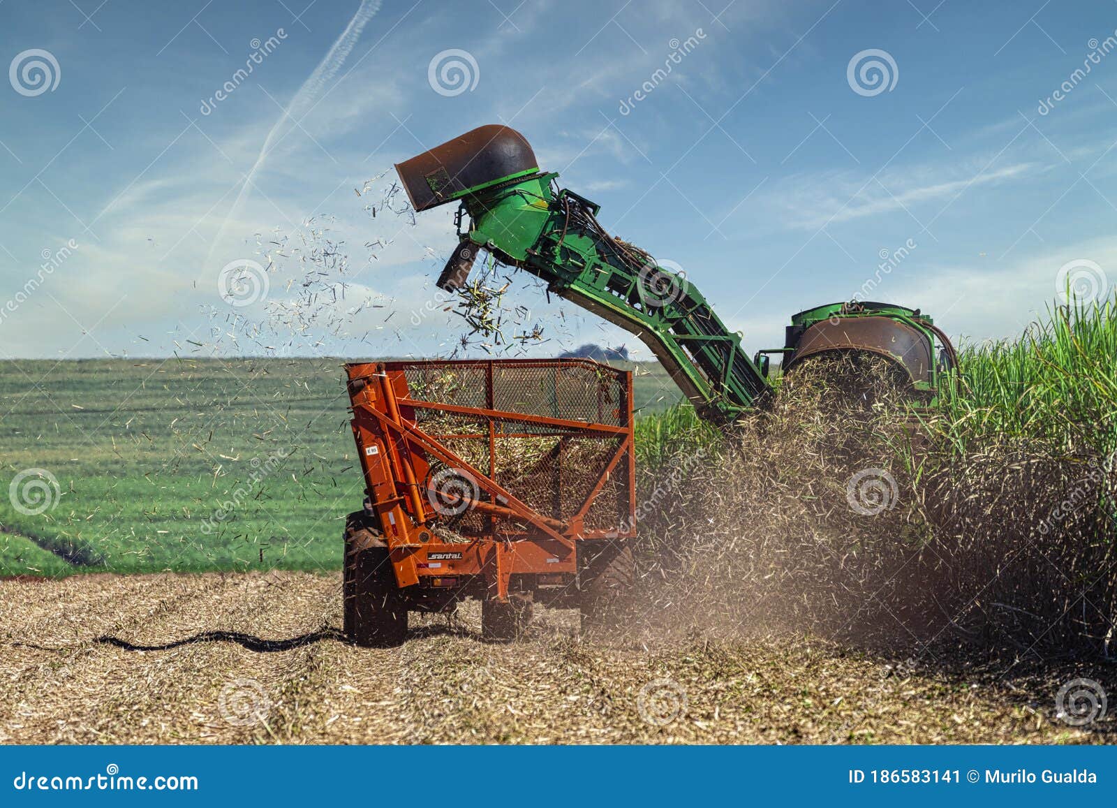 Machine Harvesting Sugar Cane Plantation Editorial Photo - Image of ...
