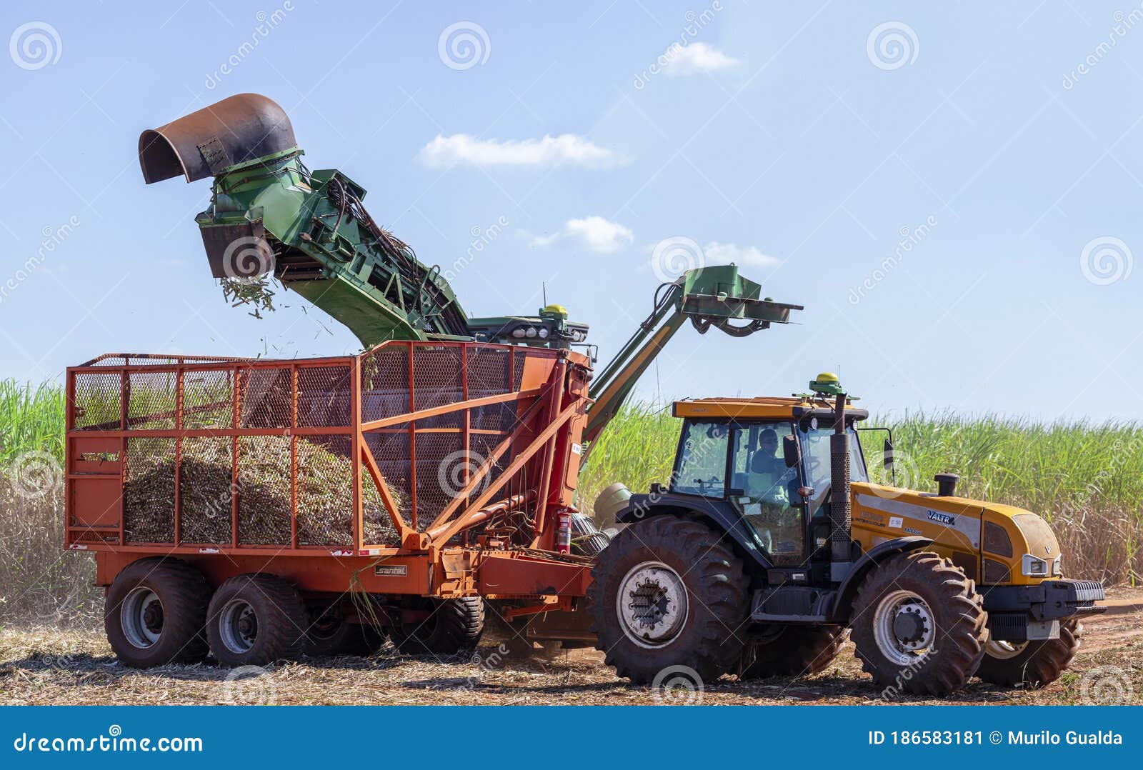 The Machine For Harvesting Grain Crops - Combine Harvester In Action On ...