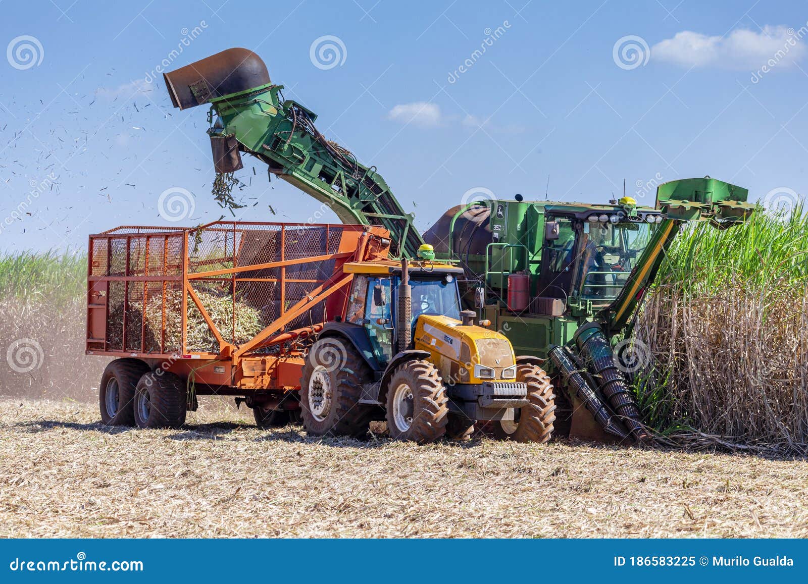 Machine Harvesting Sugar Cane Plantation Editorial Image - Image of ...