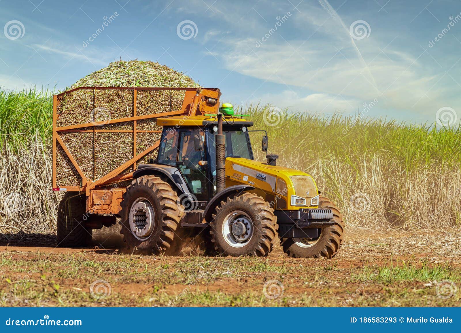 Machine Harvesting Sugar Cane Plantation Editorial Stock Photo - Image ...