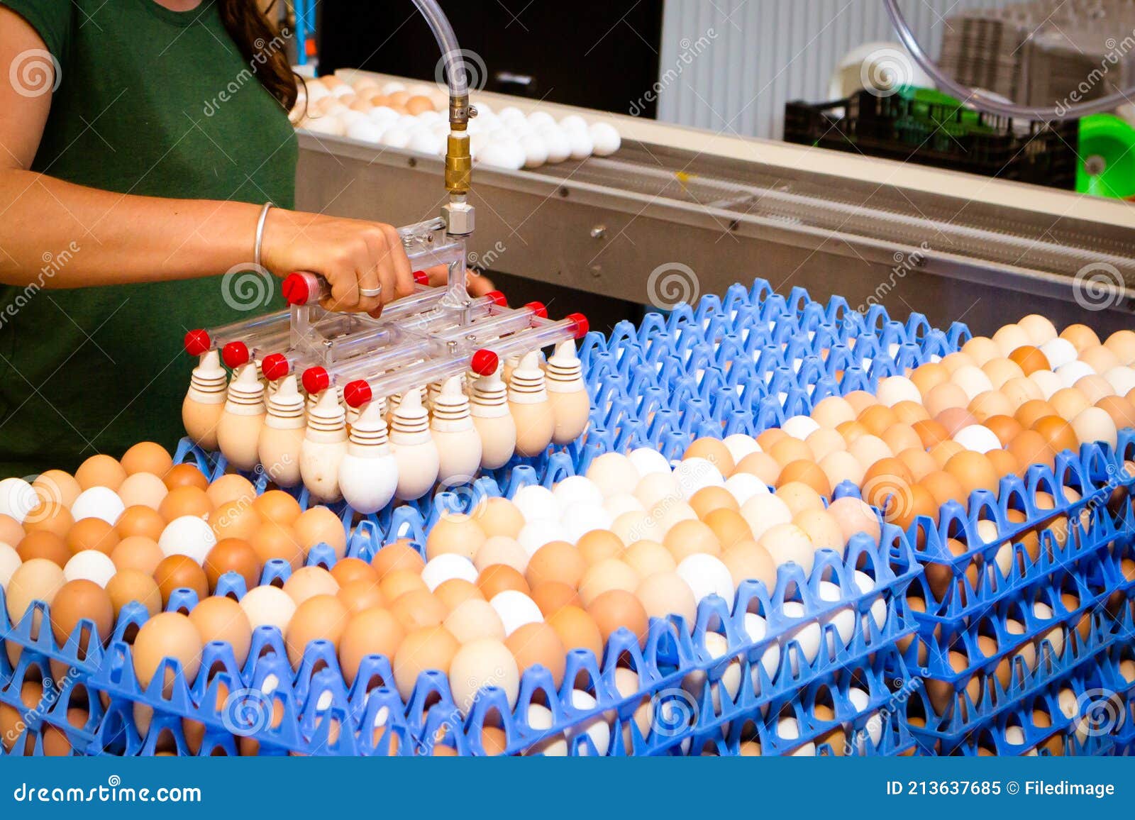 Egg Sorting Machine in Australia Stock Image - Image of natural ...