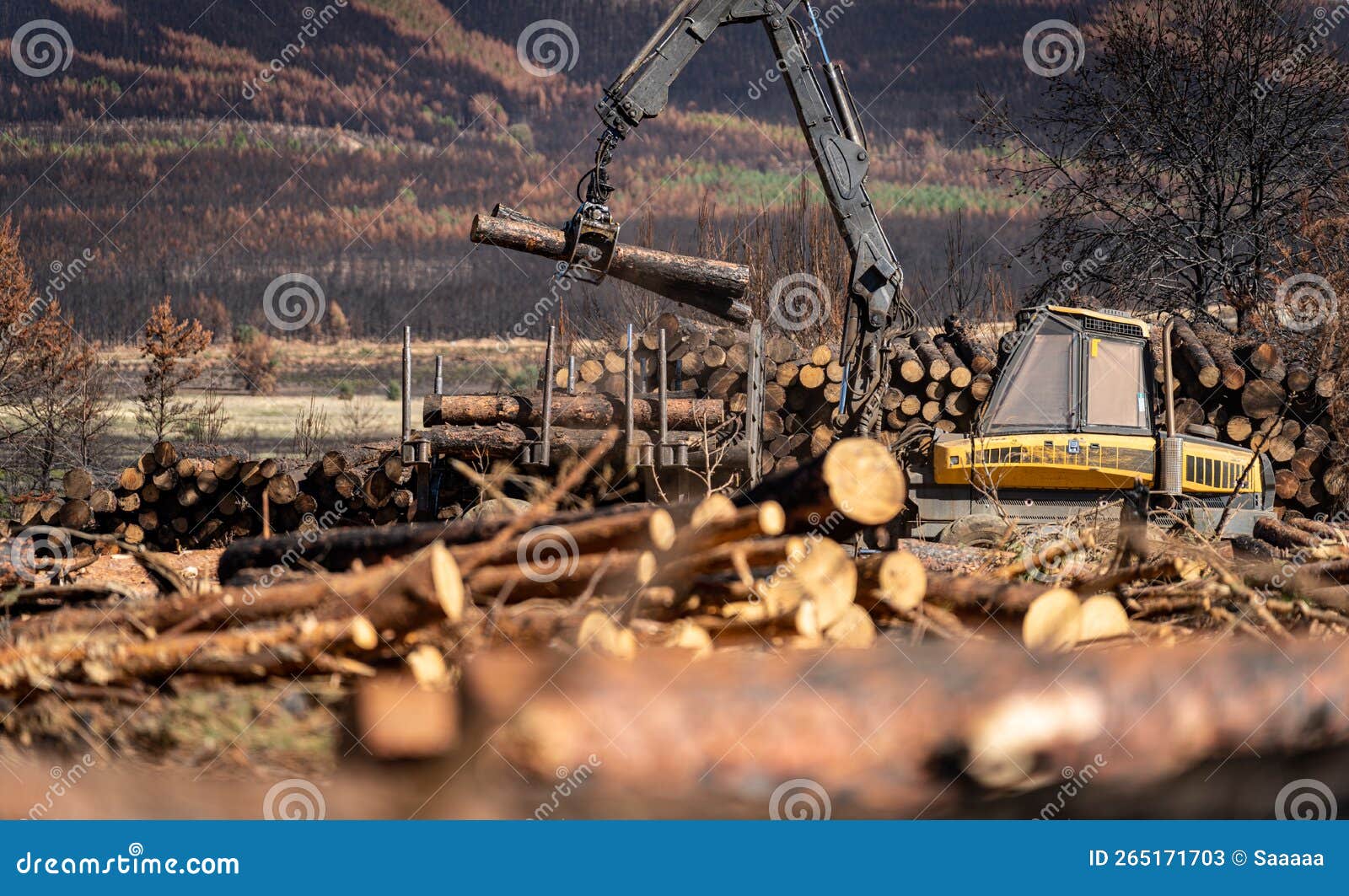 Loading Logs With A Special Loader.Timber Products Warehouse On A ...