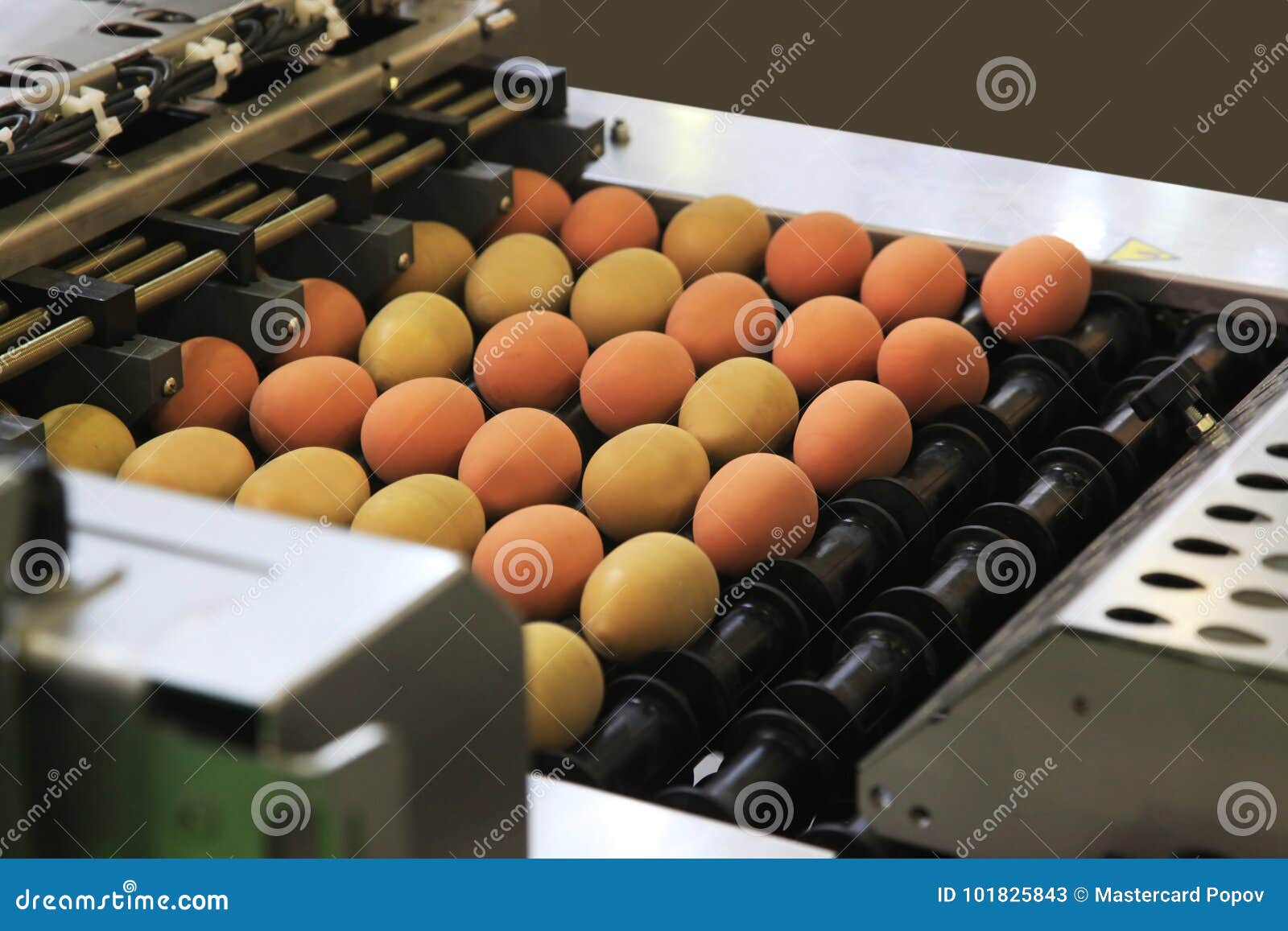 Machine for packing eggs stock image. Image of chicken - 101825843