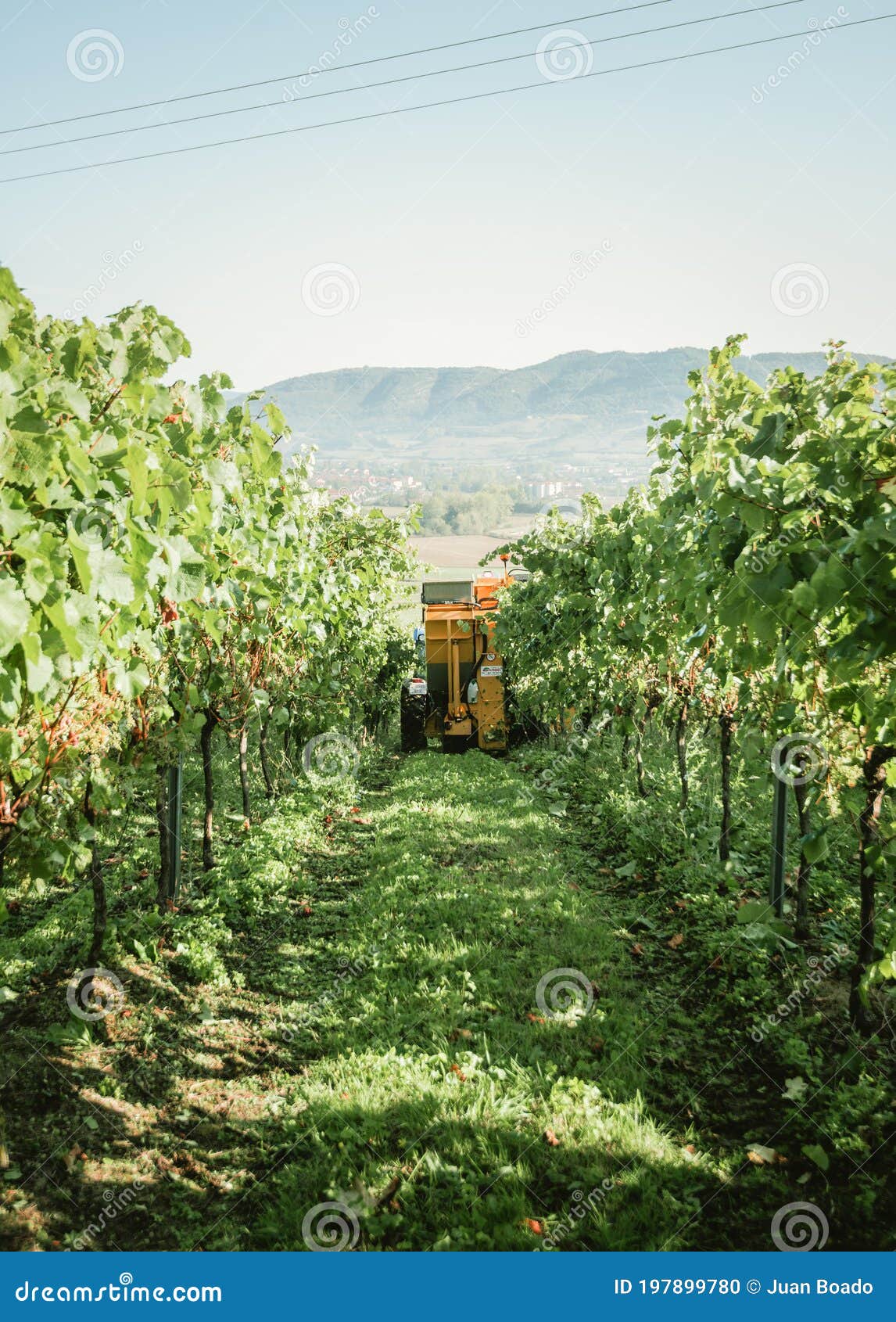 A Machine Picking Grapes in the Field for the Grape Harvest Stock Photo ...