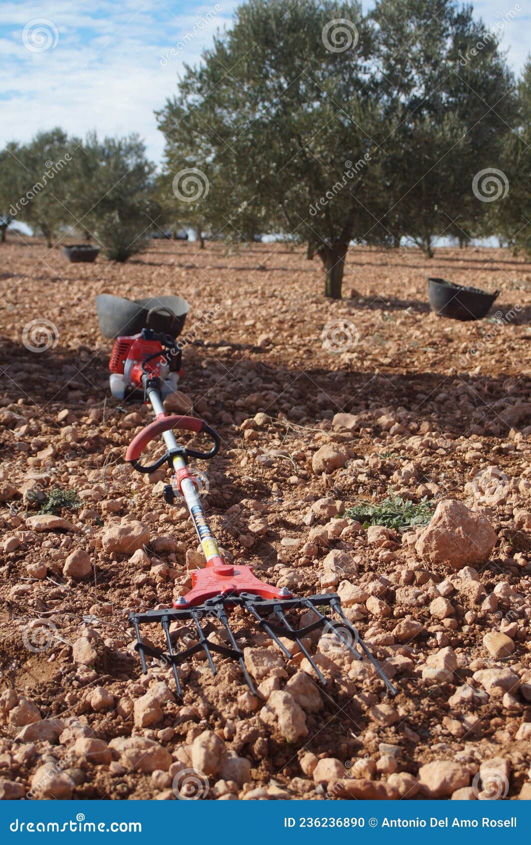Machine To Vibrate the Olives and Make the Olives Fall Stock Photo ...