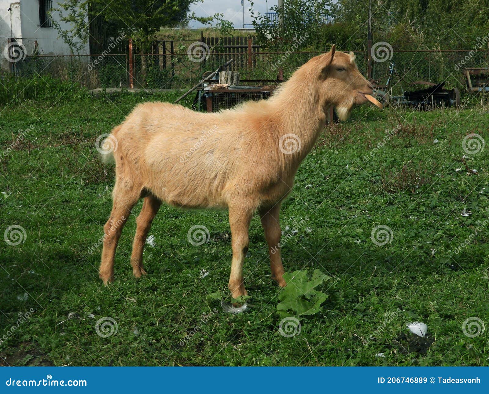 Macho Cabra Joven En Un Corral Imagen de archivo - Imagen de brisa ...