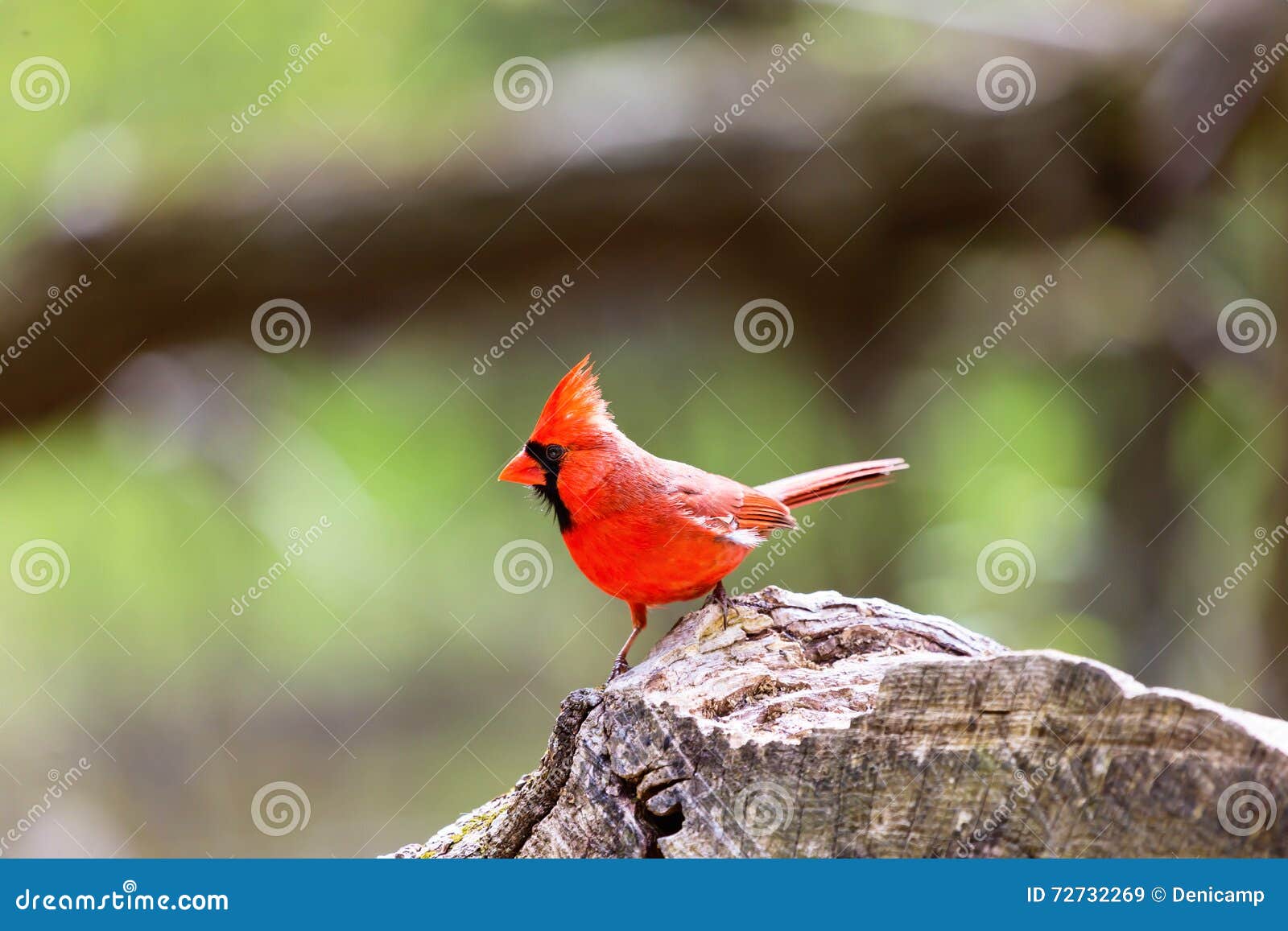 Macho cardinal do norte imagem de stock. Imagem de exterior - 72732269