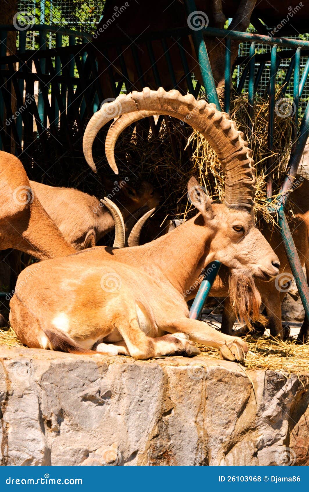 Macho da cabra selvagem foto de stock. Imagem de pastar - 26103968