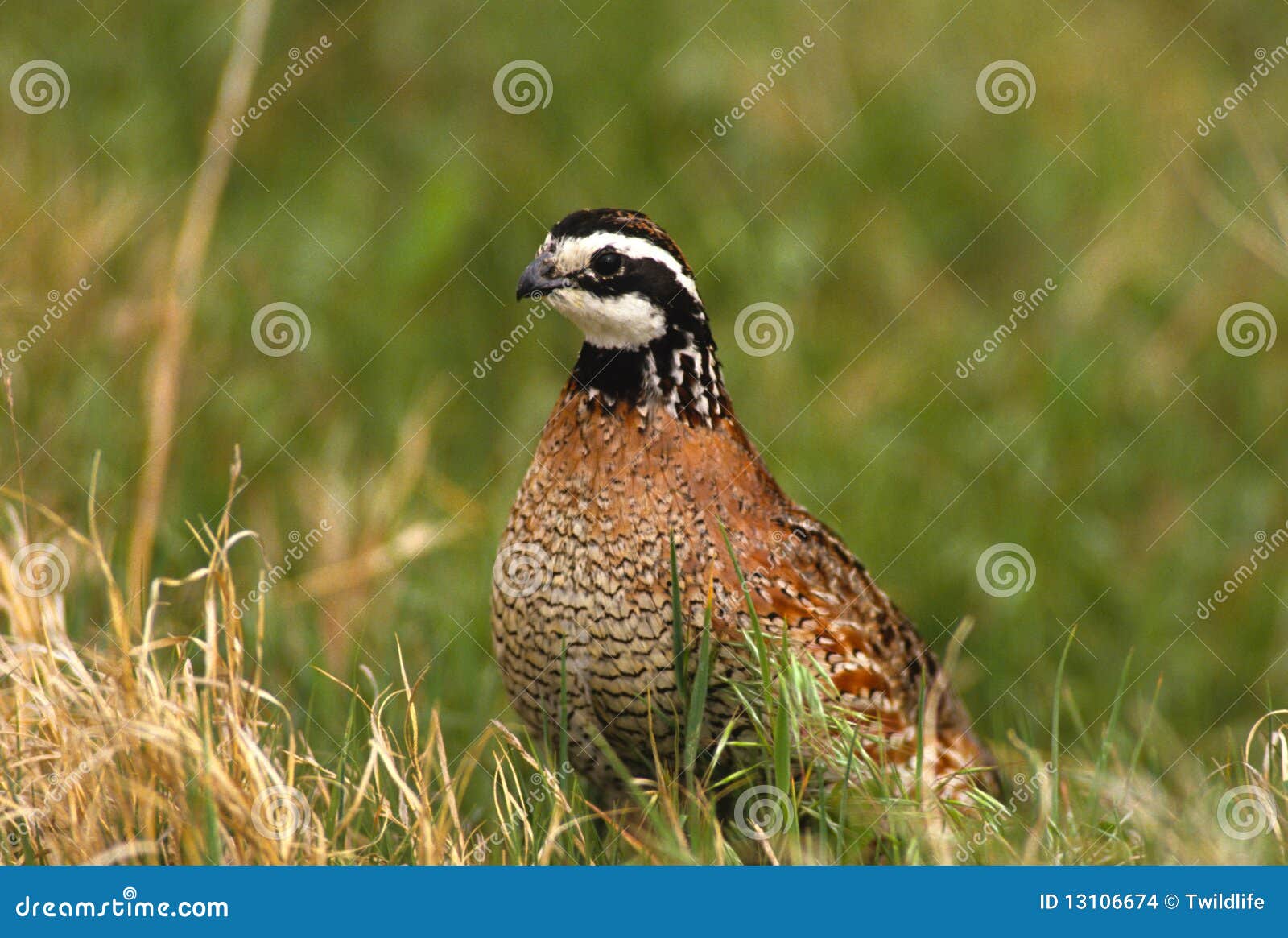 Macho das codornizes foto de stock. Imagem de codorniz - 13106674