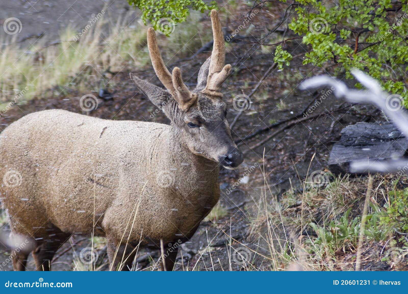Macho De Huemul (bisulcus De Hippocamelus) Imagem de Stock - Imagem de ...