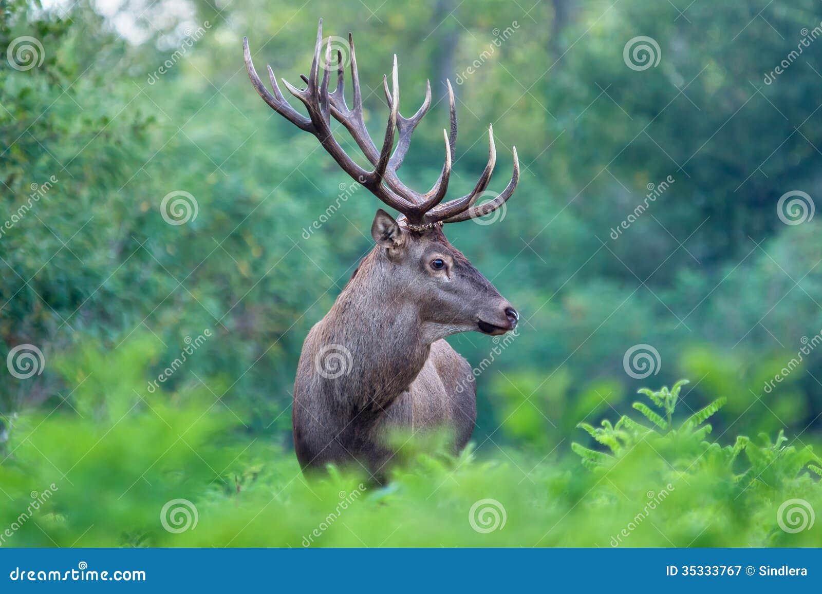 Macho De Los Ciervos Comunes Imagen de archivo - Imagen de cubo, animal ...