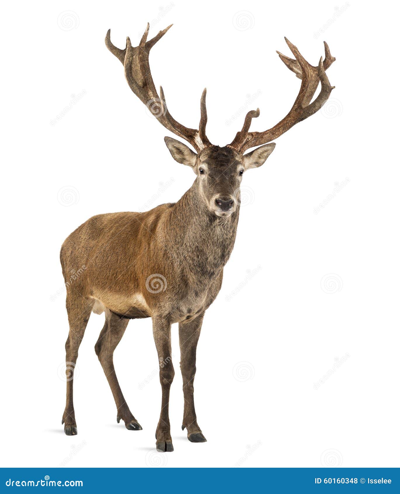 Macho de los ciervos rojos foto de archivo. Imagen de fondo - 60160348