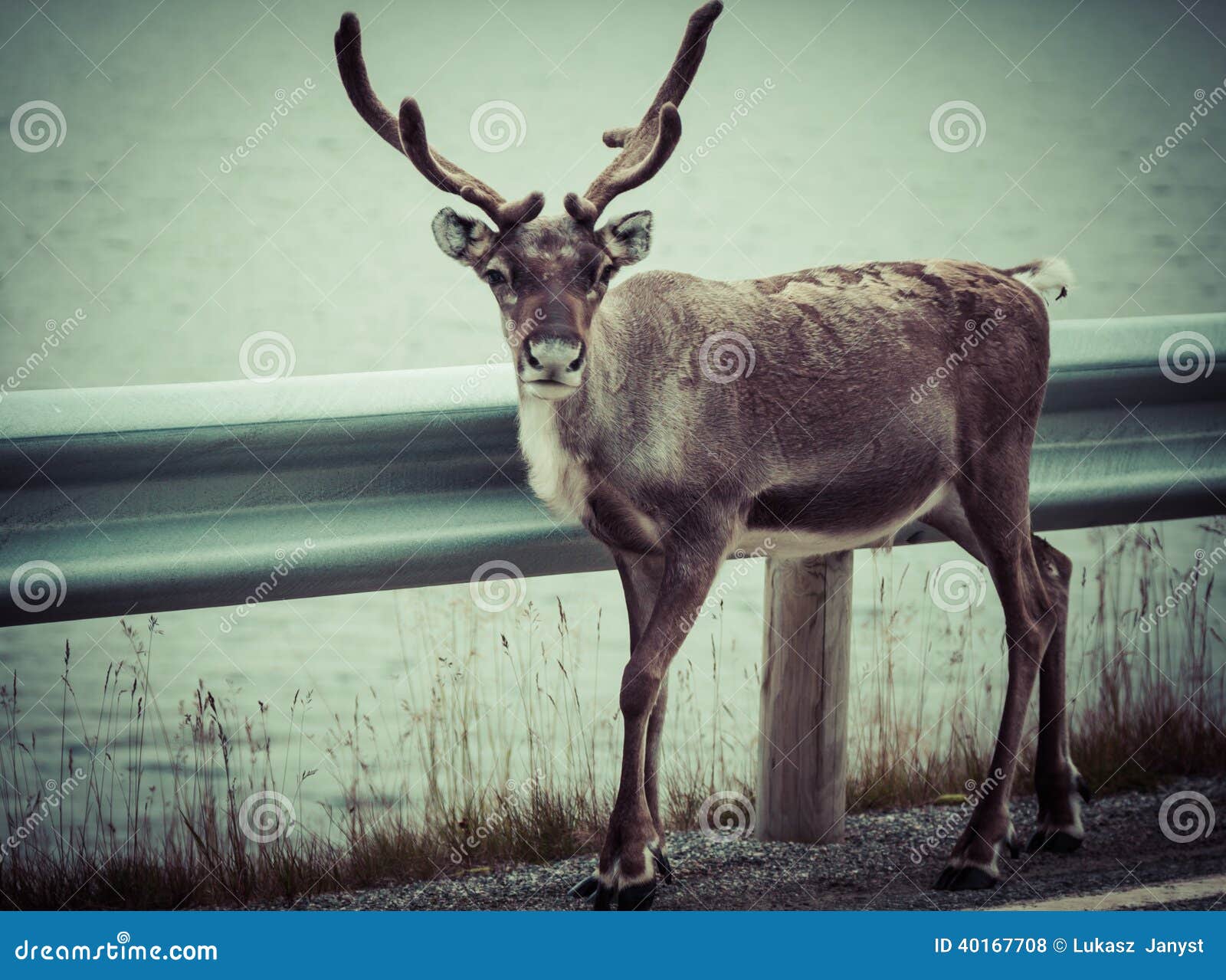 Macho Del Reno Con Las Astas Excepcionalmente Largas Foto de archivo ...