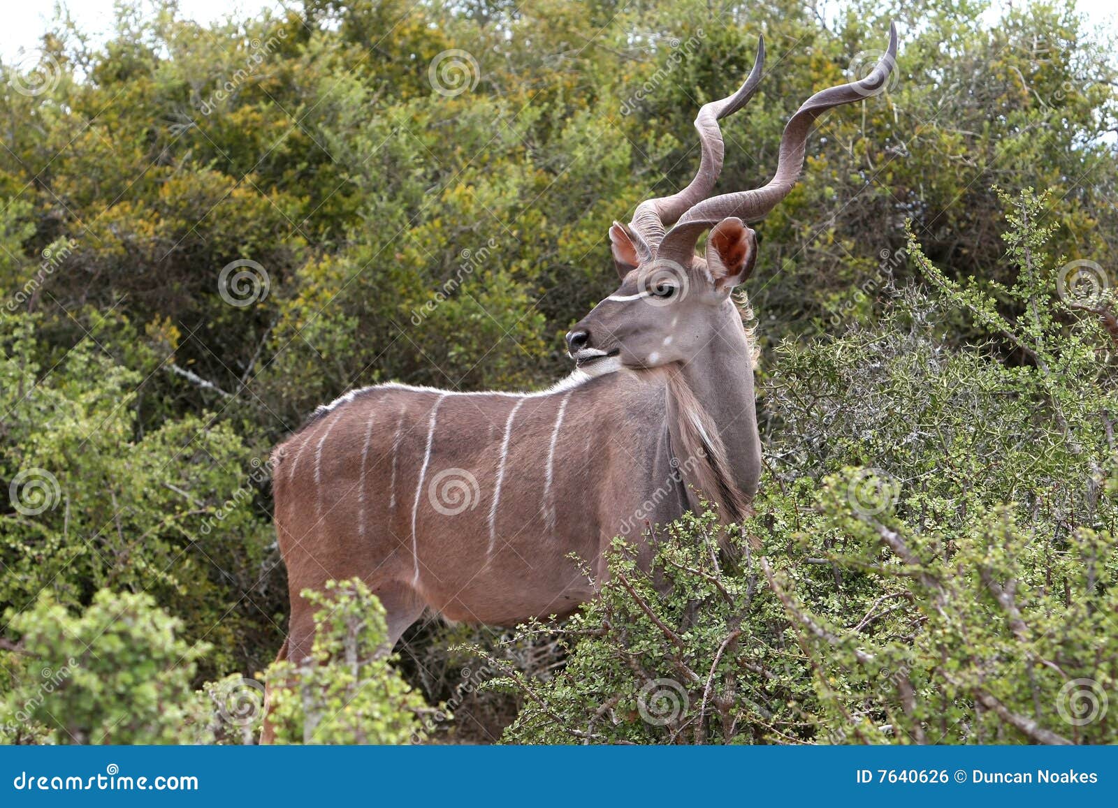 Macho do antílope de Kudu foto de stock. Imagem de orelha - 7640626