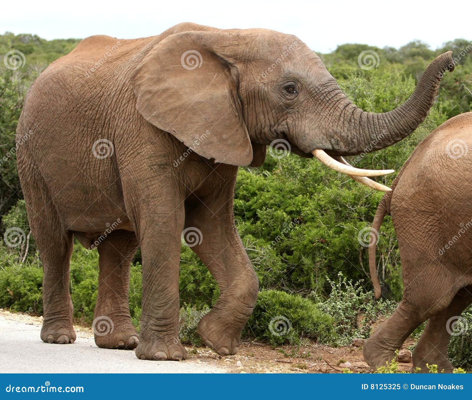 Macho do elefante africano imagem de stock. Imagem de dominante - 8125325