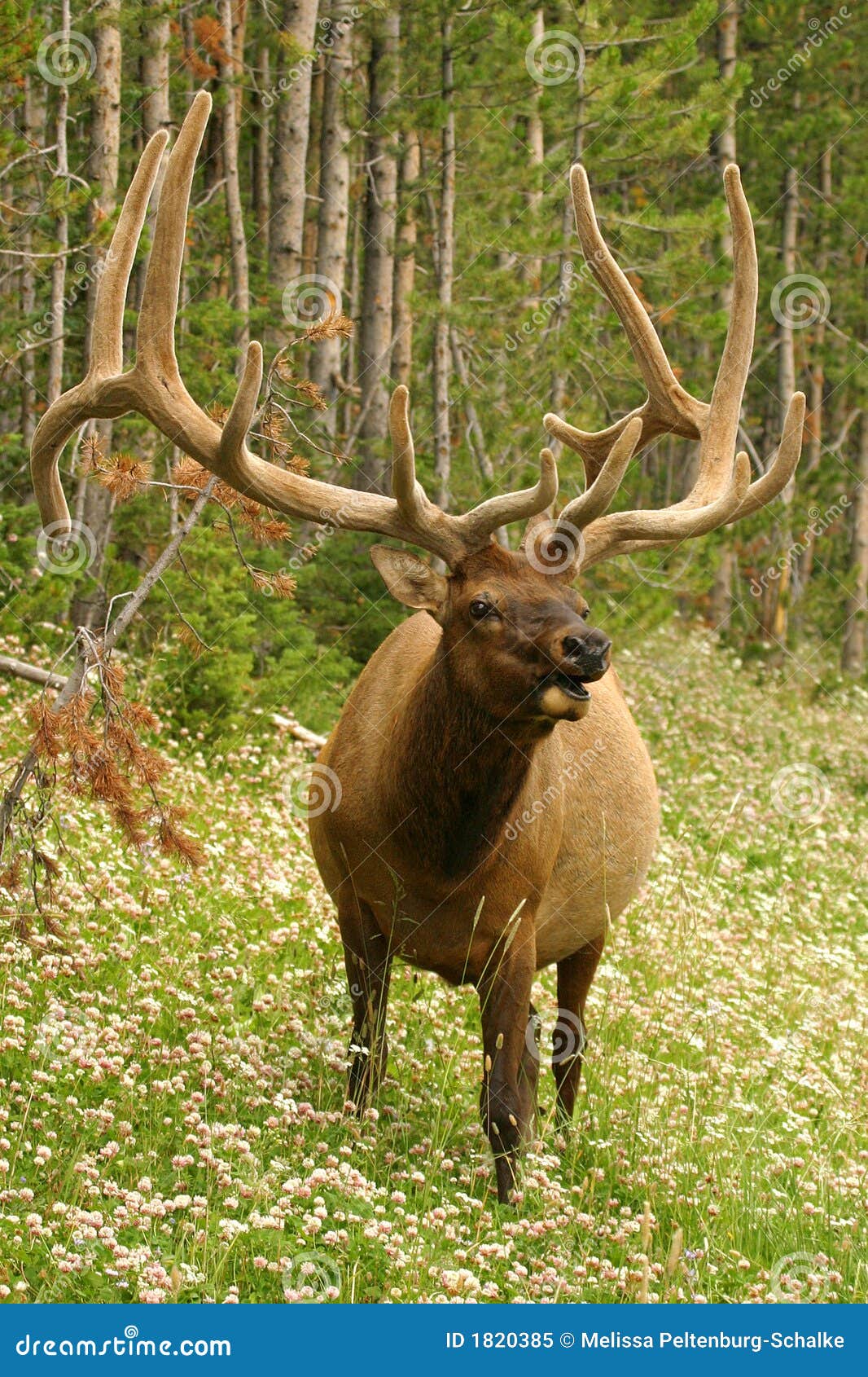 Macho dos alces imagem de stock. Imagem de amarelona, campo - 1820385