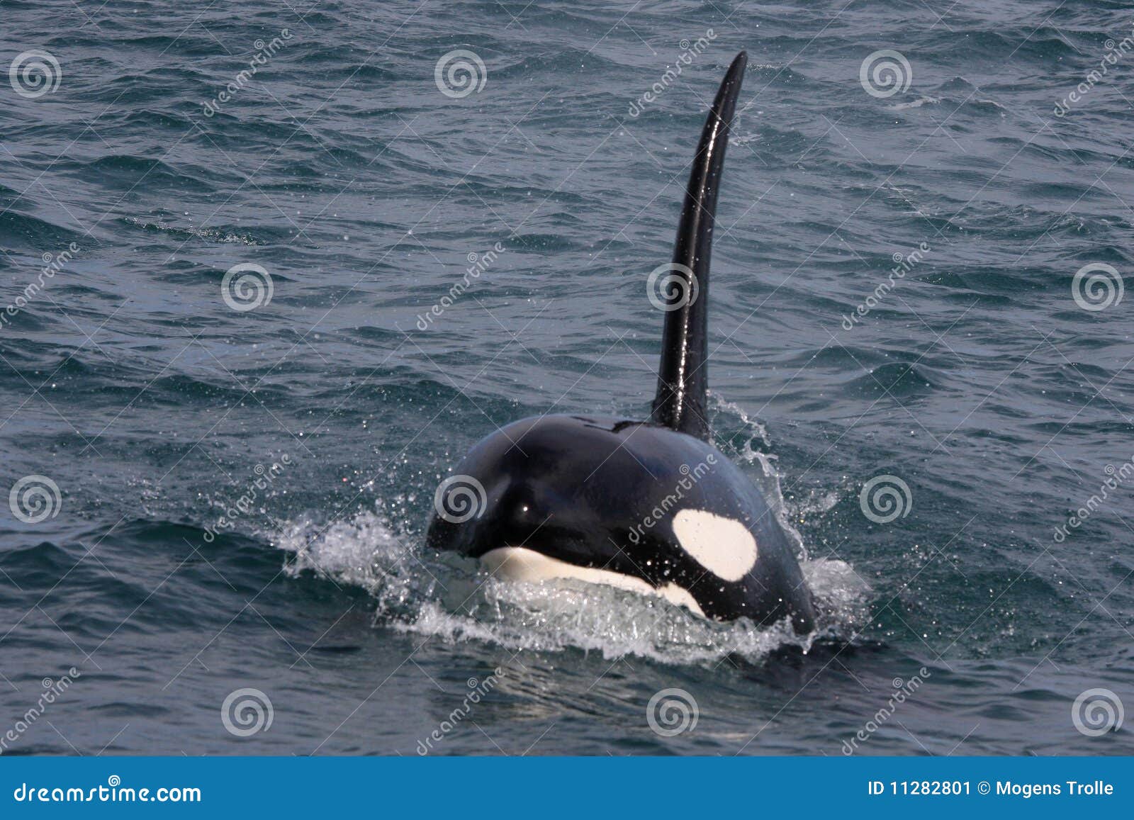 Macho Selvagem Da Orca, Ilhas De Westmen, Islândia Imagem de Stock ...