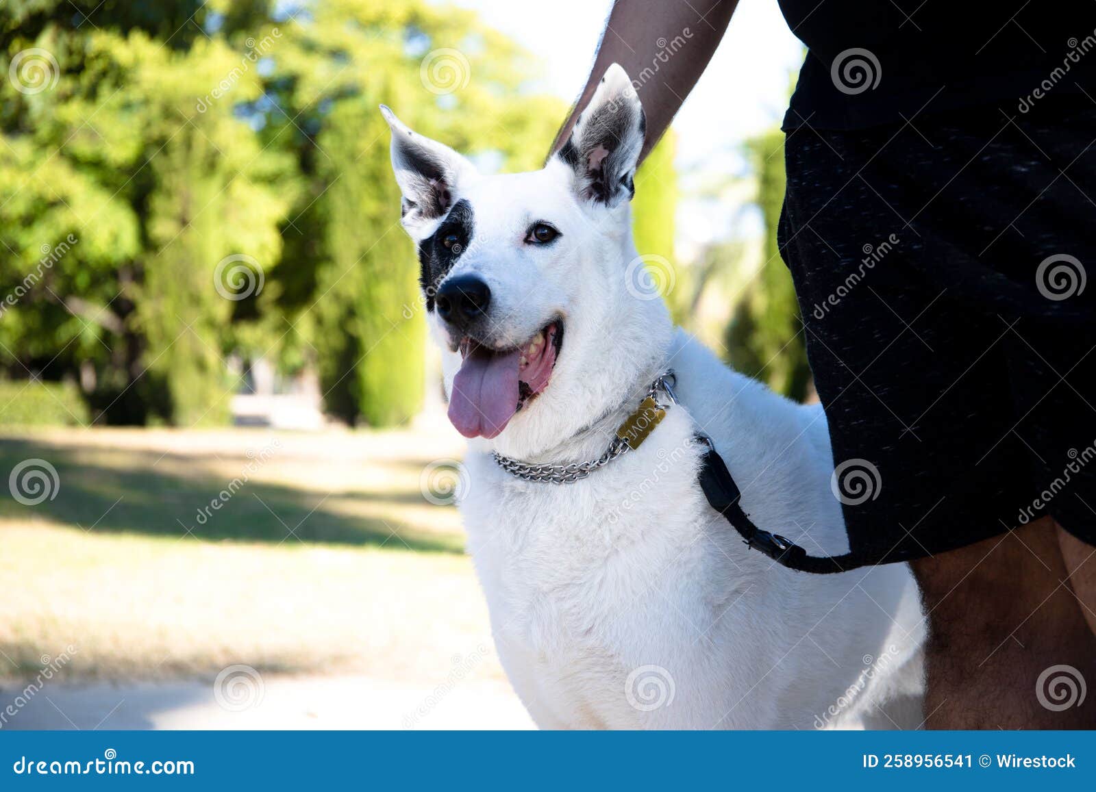 Macho Sujetando a Su Perro Pastor Suizo Blanco Imagen de archivo ...
