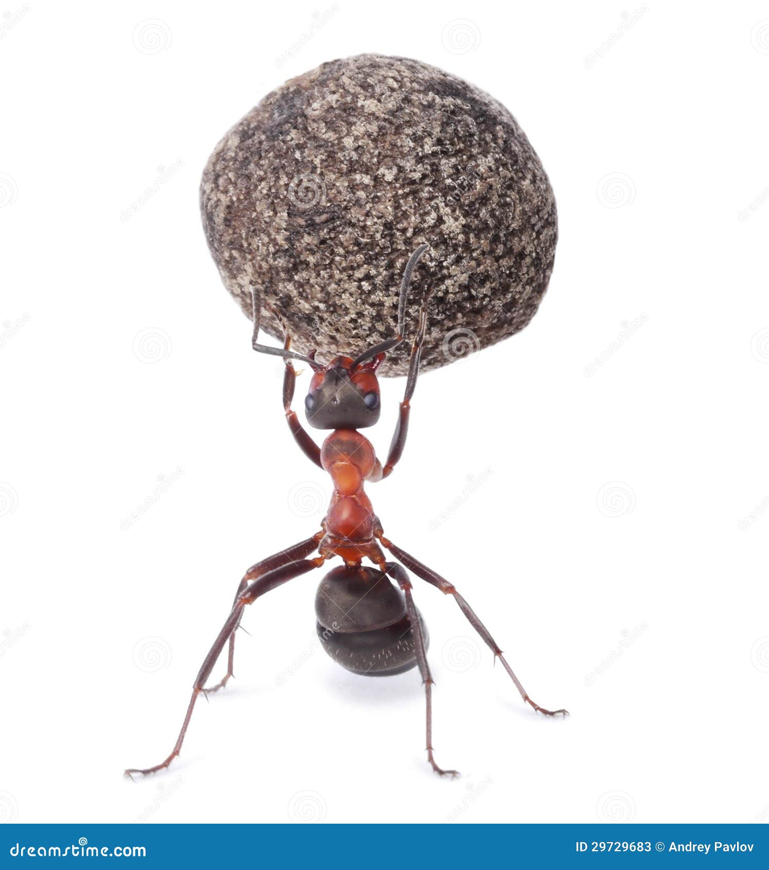 Mier Die Zware Steen Houden Stock Afbeelding - Image of draag, insect ...