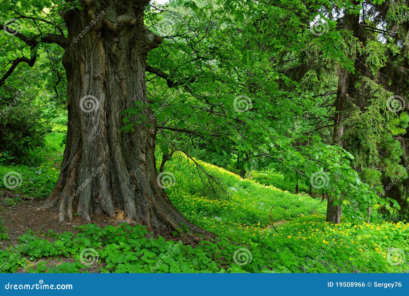 Machtige oude boom stock foto. Image of schors, openlucht - 19508966