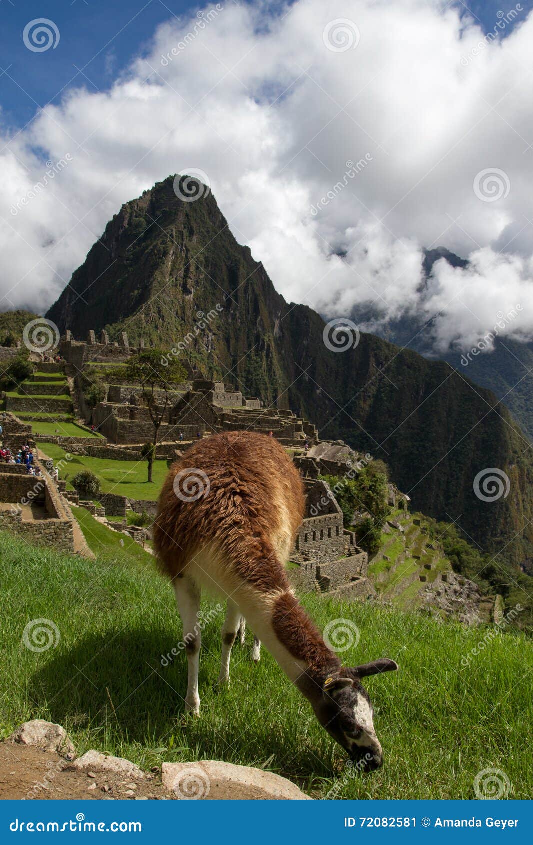 Machu Picchu Llama stock image. Image of ancient, macchupicchu - 72082581