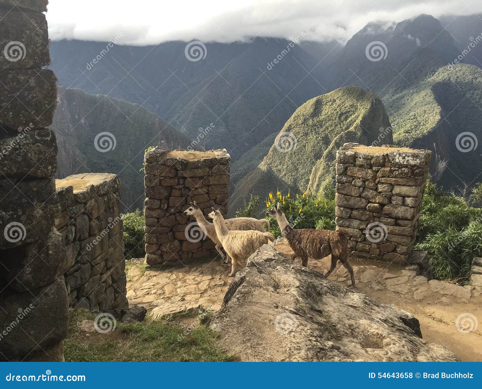 Machu Picchu llama stock photo. Image of llama, picchu - 54643658