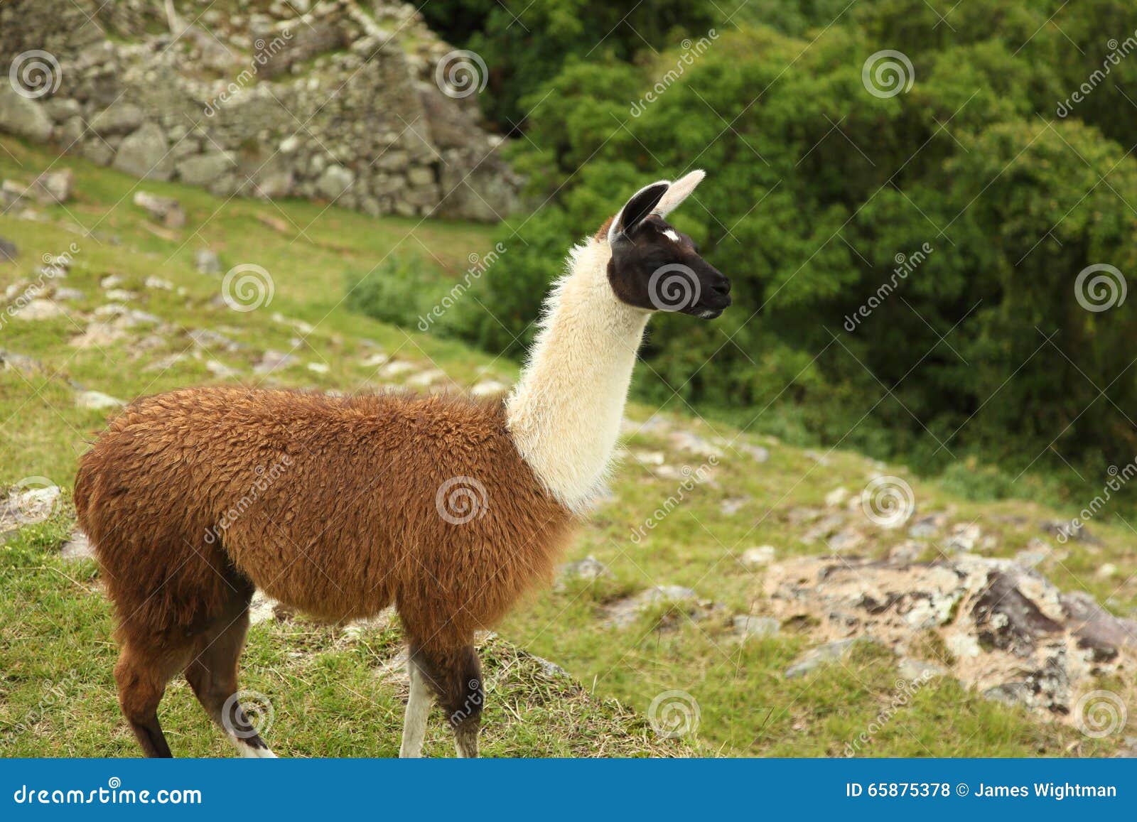 Machu Picchu Peruvian Llama Stock Photo - Image of guanaco, grass: 65875378