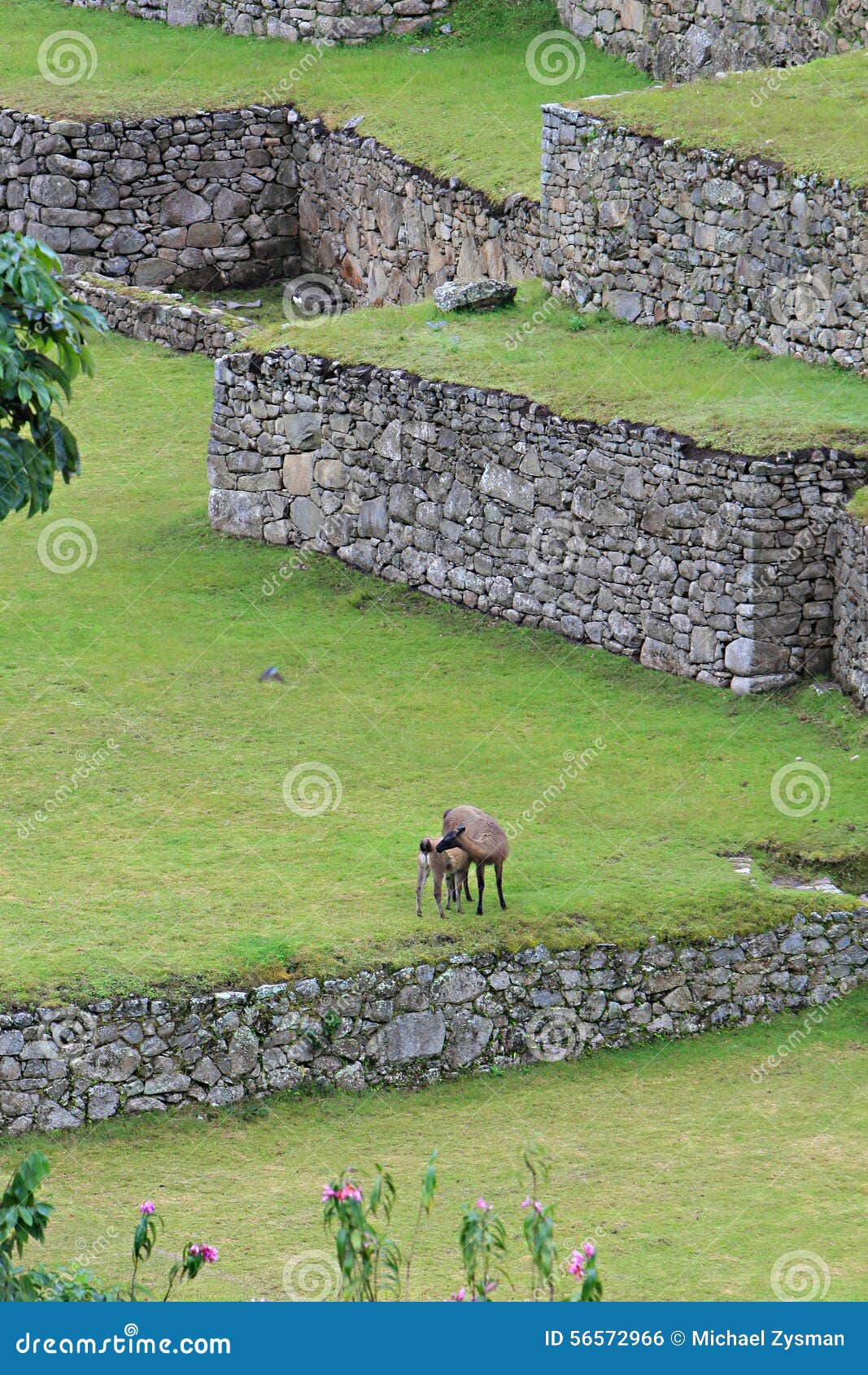 Machu Picchu Stonework stock photo. Image of machu, landscape - 56572966