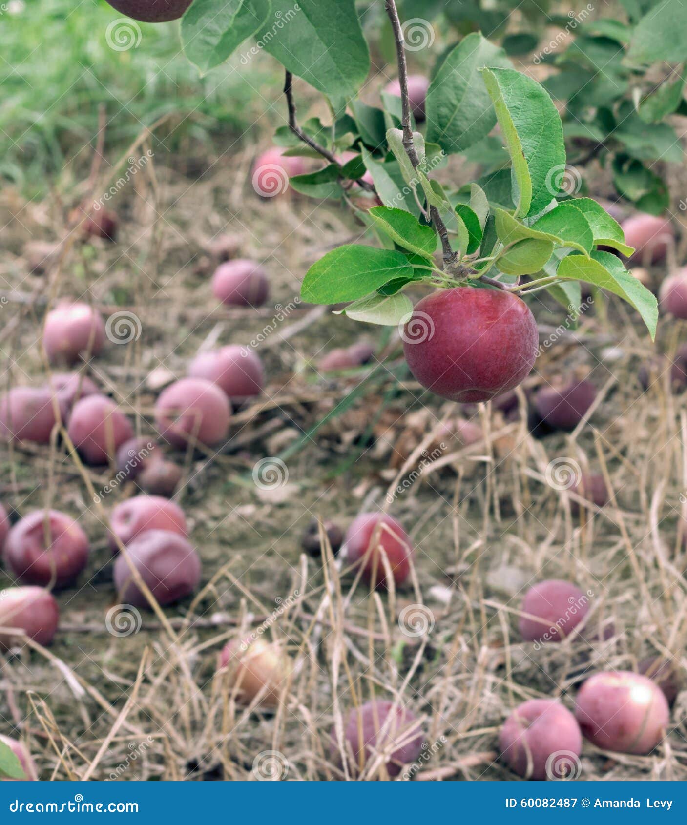 Macintosh Apple on the Tree Stock Image - Image of garden, agriculture ...