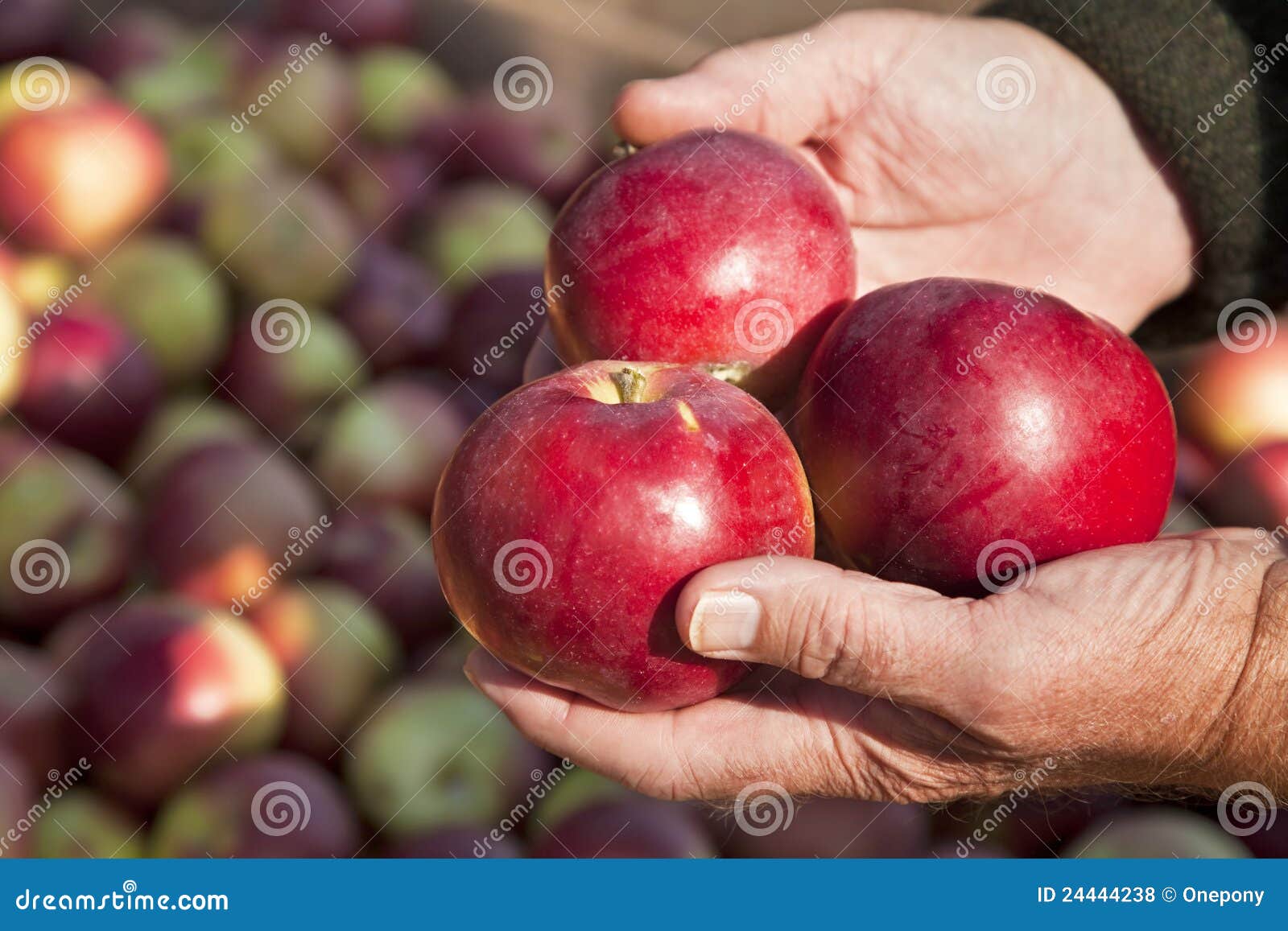 MacIntosh Apples stock photo. Image of warehouse, ripe - 24444238