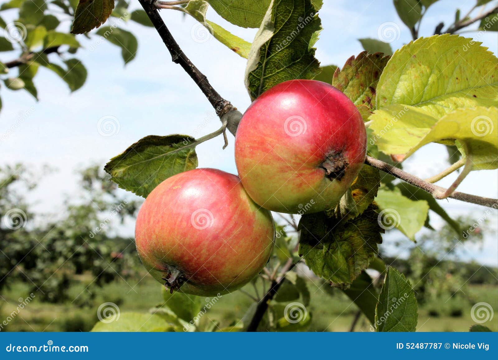 Macintosh Apples on Tree stock image. Image of apples - 52487787