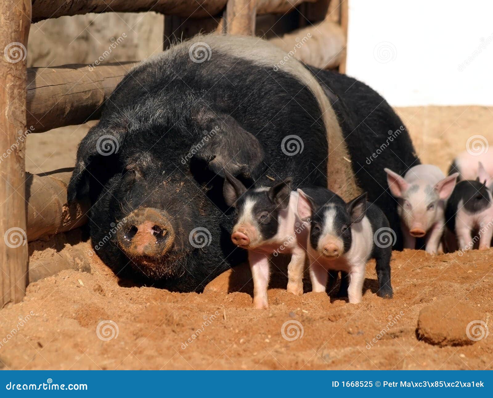 Maciora prosiaczek obraz stock. Obraz złożonej z domowy - 1668525